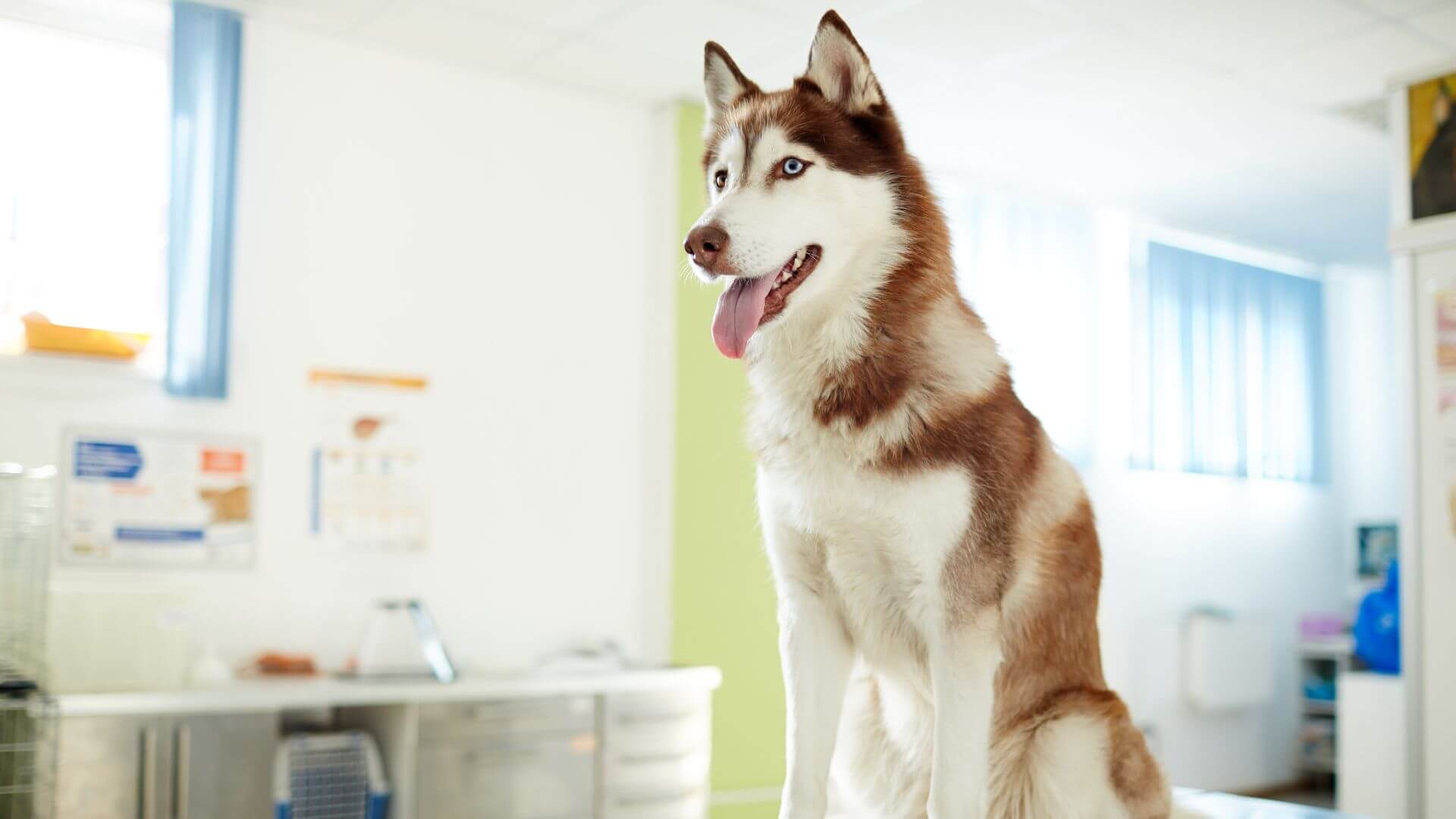 Philadelphia, PA 19148 Veterinary Services | Love City Vet